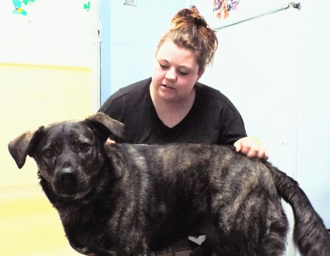 Taking a new approach to finding forever homes for shelter animals ...